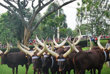 Gatsibo, A Perfect Destination To Trace Rwanda’s Pastoralist Heritage ...